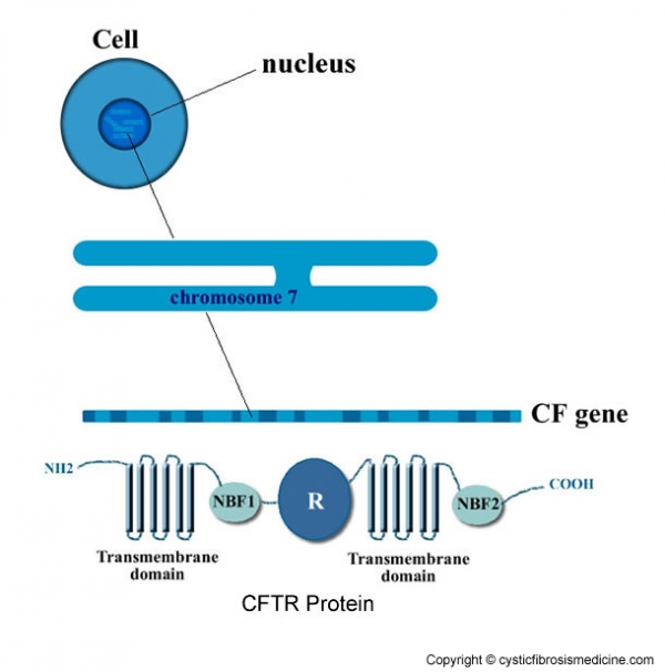 Genetics – Cystic Fibrosis Medicine